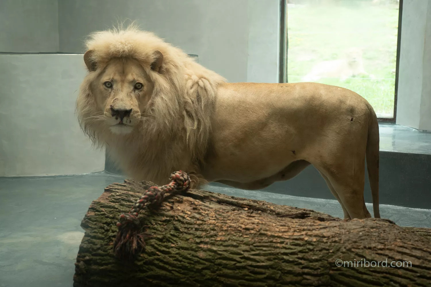 Zoo Bratislava - Otv.hodiny, Cenník, Parkovanie, Mapa