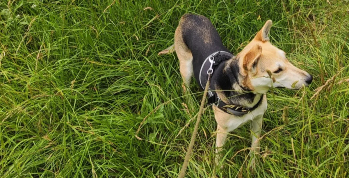 Kam na výlet so psom? Objavte najkrajšie trasy a miesta